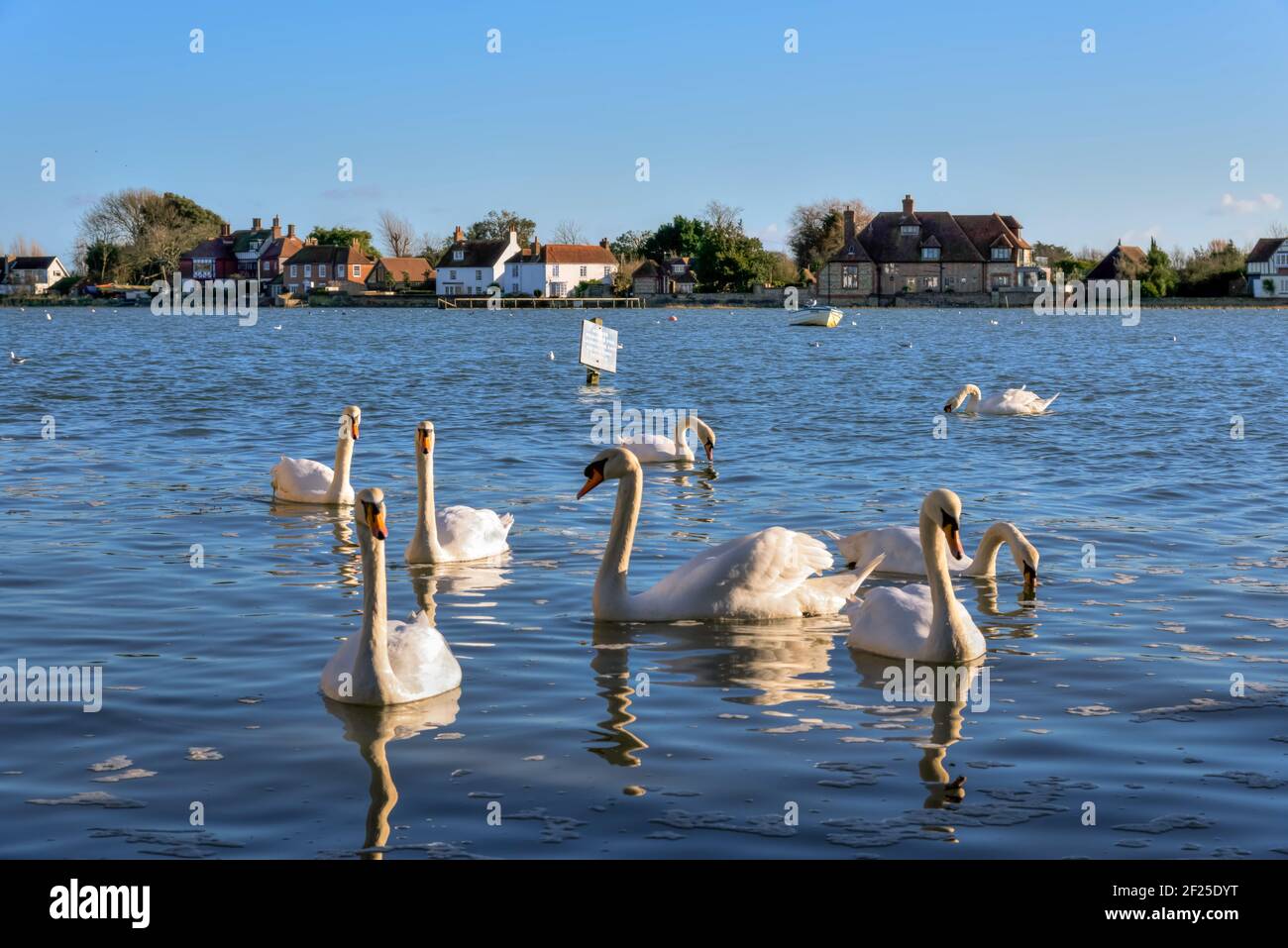 Avian Gathering High Resolution Stock Photography and Images - Alamy