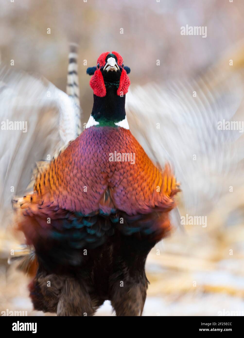 Mating season pheasant hi-res stock photography and images - Alamy