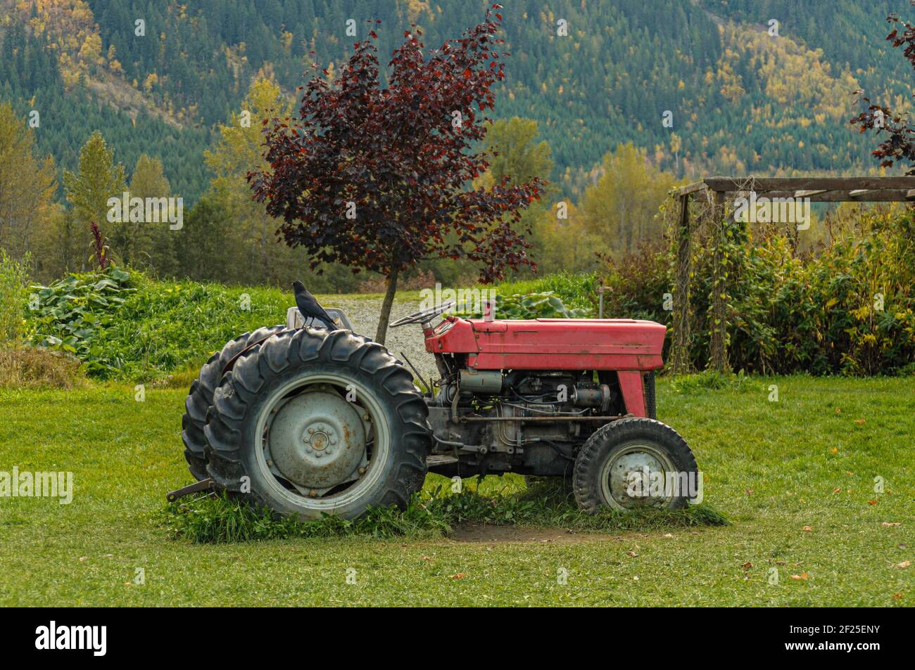 Tractor and crow in a mountain farm Stock Photo - Alamy