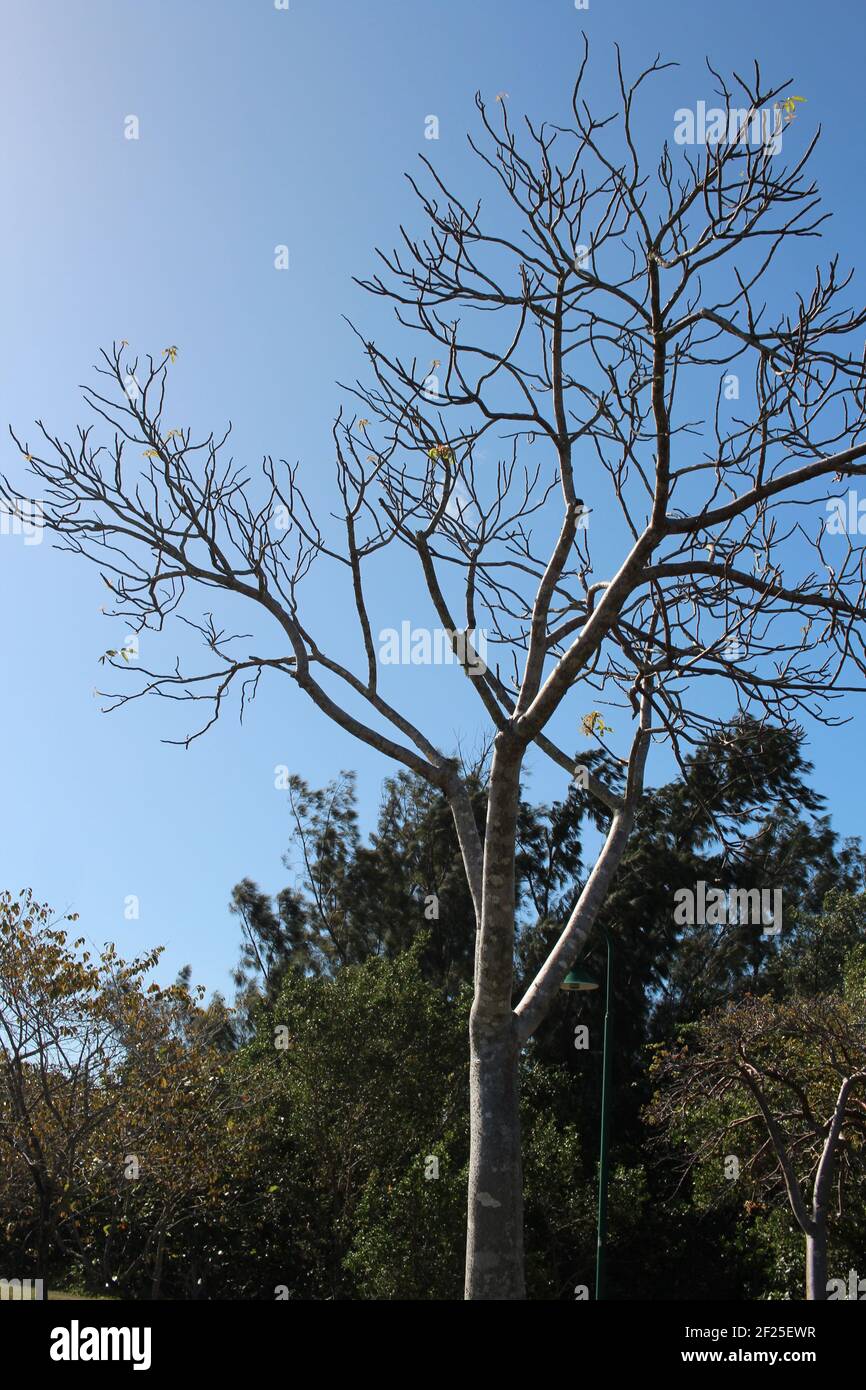 HIGH ANGLE TREES IN THE DAY Stock Photo - Alamy