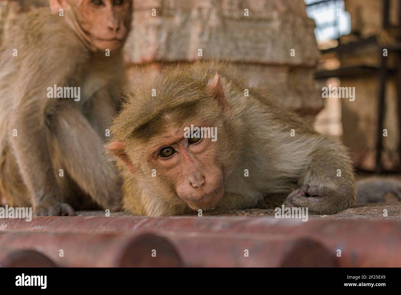 Staring monkey hi-res stock photography and images - Alamy