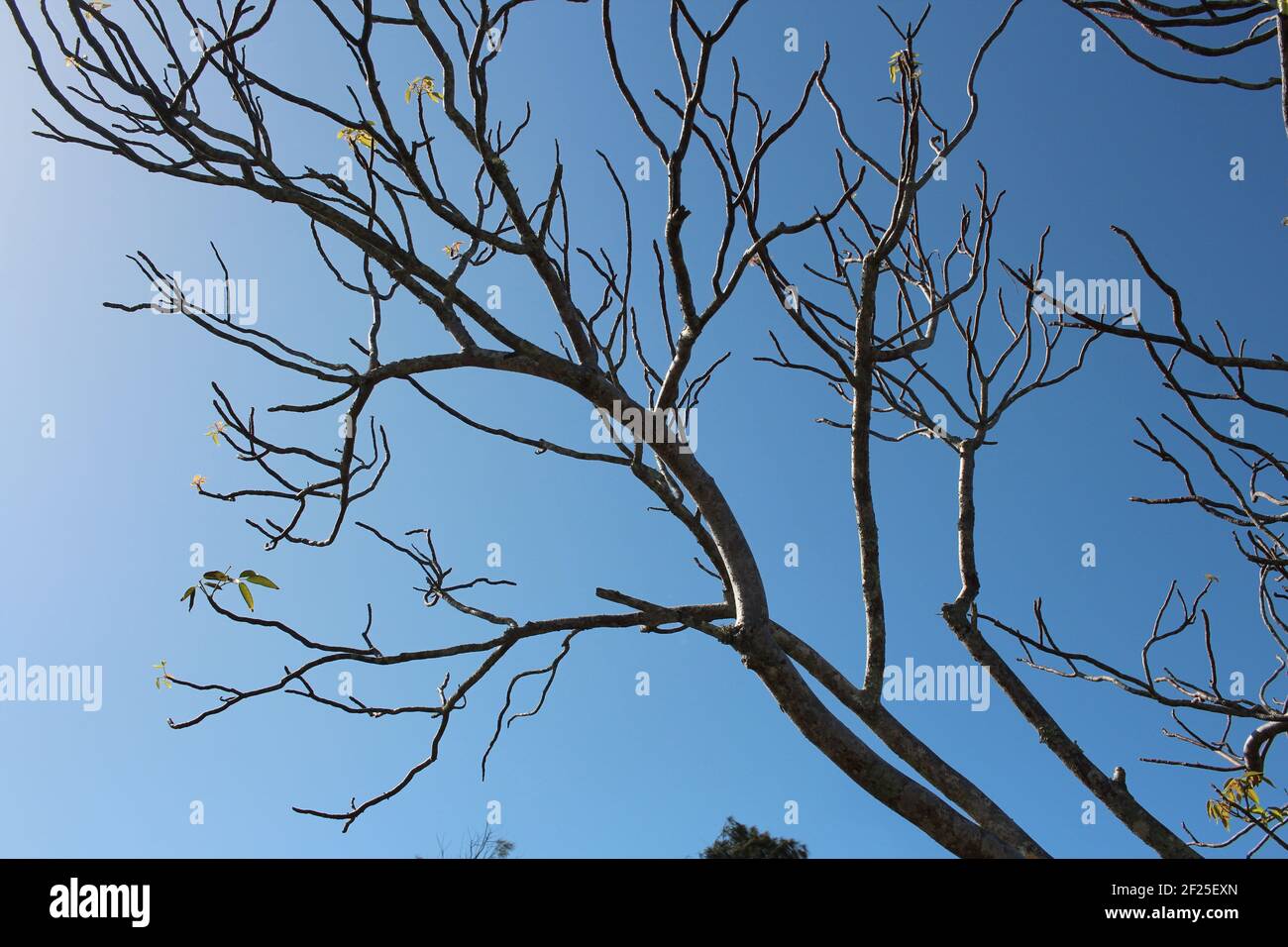 HIGH ANGLE TREES IN THE DAY Stock Photo - Alamy