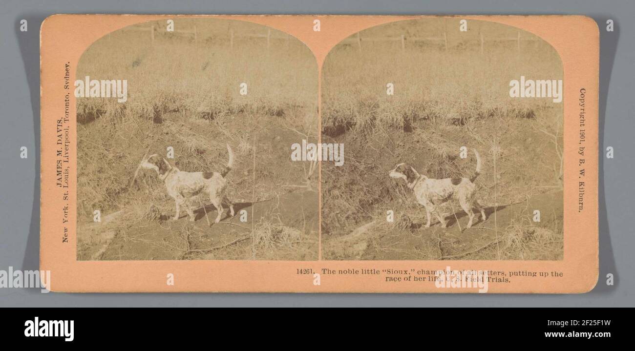 The noble little "Sioux", champion of all setters, putting up the race ...