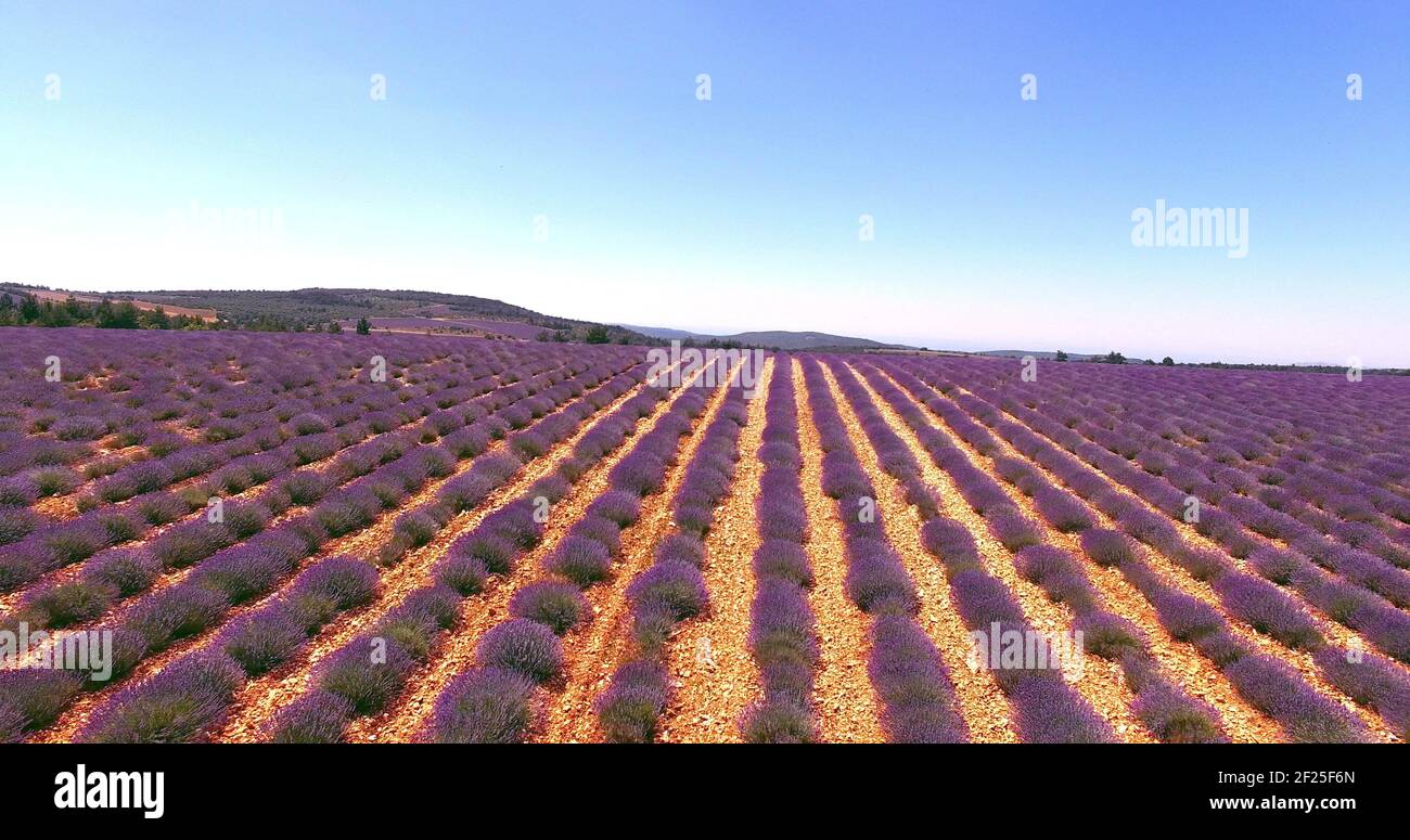 Country landscape with lavender fields. Plants growing in rows Stock ...