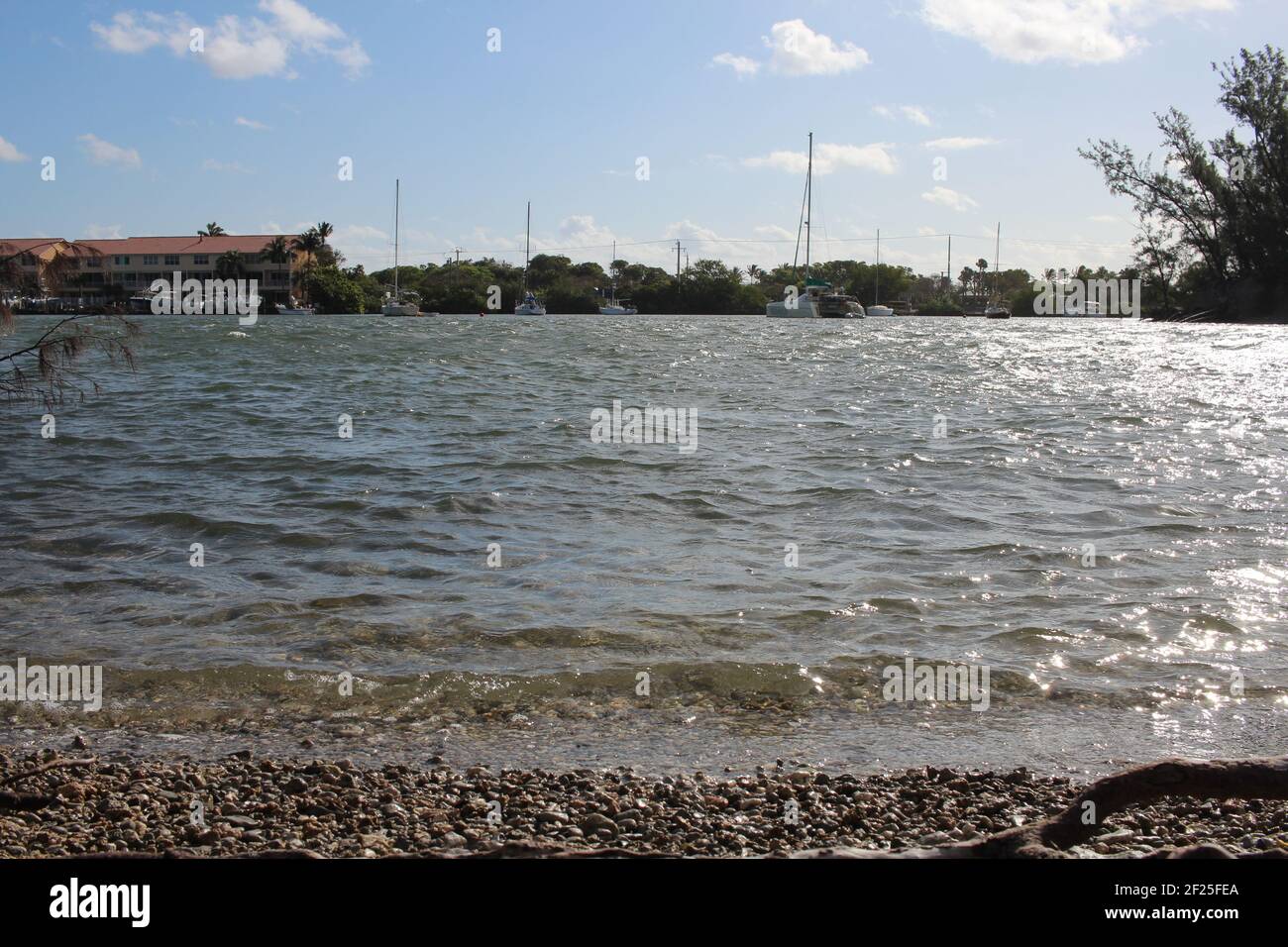 Intercoastal tree hi-res stock photography and images - Alamy