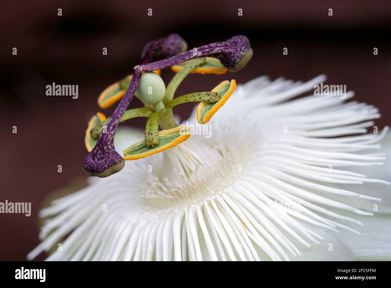 Passion Flower (Passifloraceae Stock Photo - Alamy