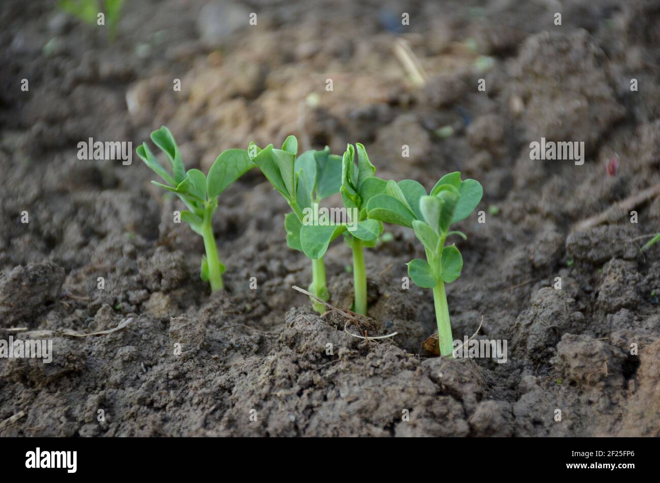 Small green pea plant seedlings in the garden Stock Photo - Alamy