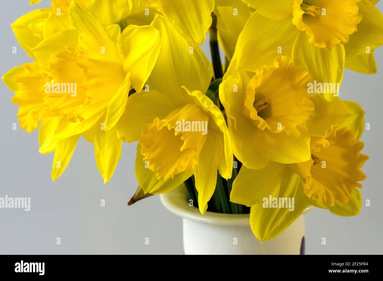 Golden daffodils hi-res stock photography and images - Alamy