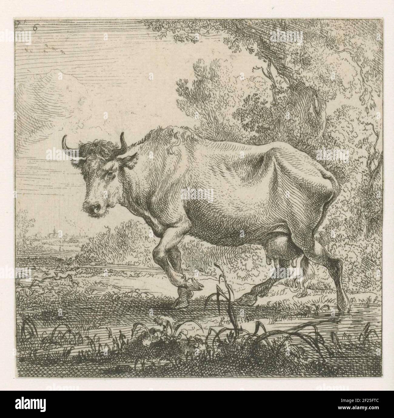 Running cow; Cows Stock Photo - Alamy