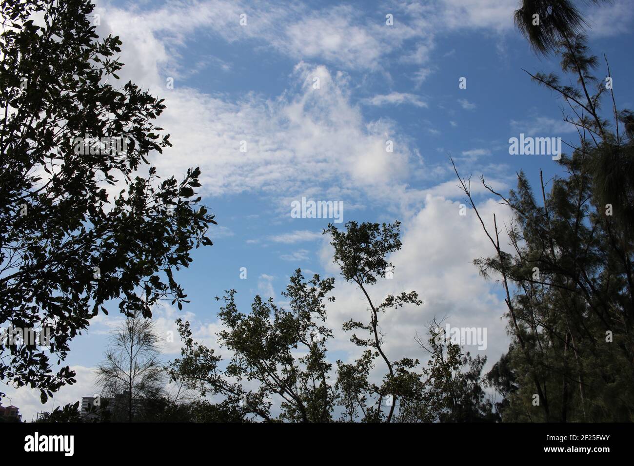 TREES IN THE DAY Stock Photo - Alamy