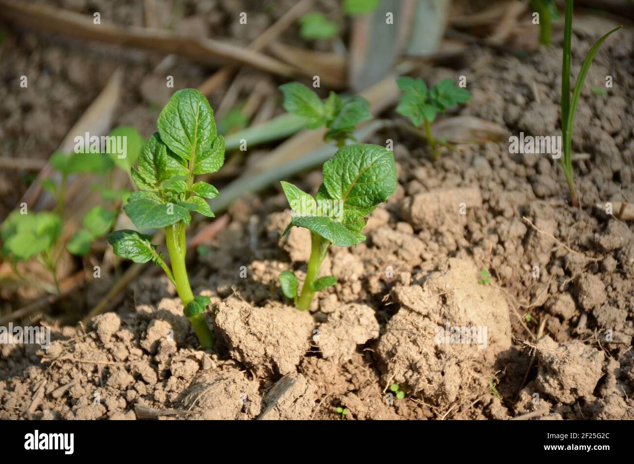 Small green potato seedlings in the garden Stock Photo - Alamy