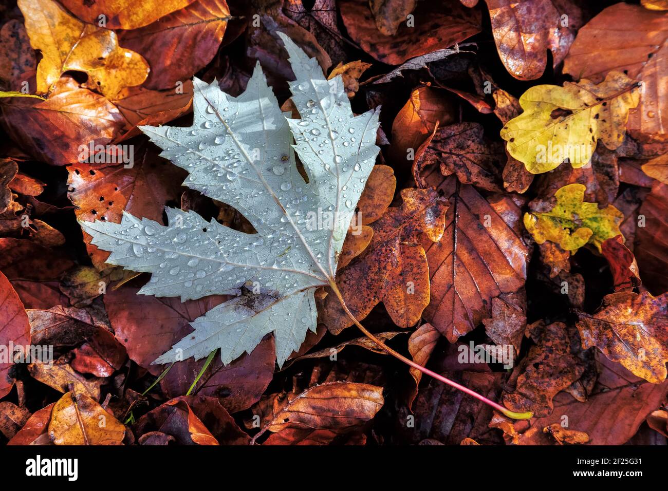Beautiful color dead leaves hi-res stock photography and images - Alamy