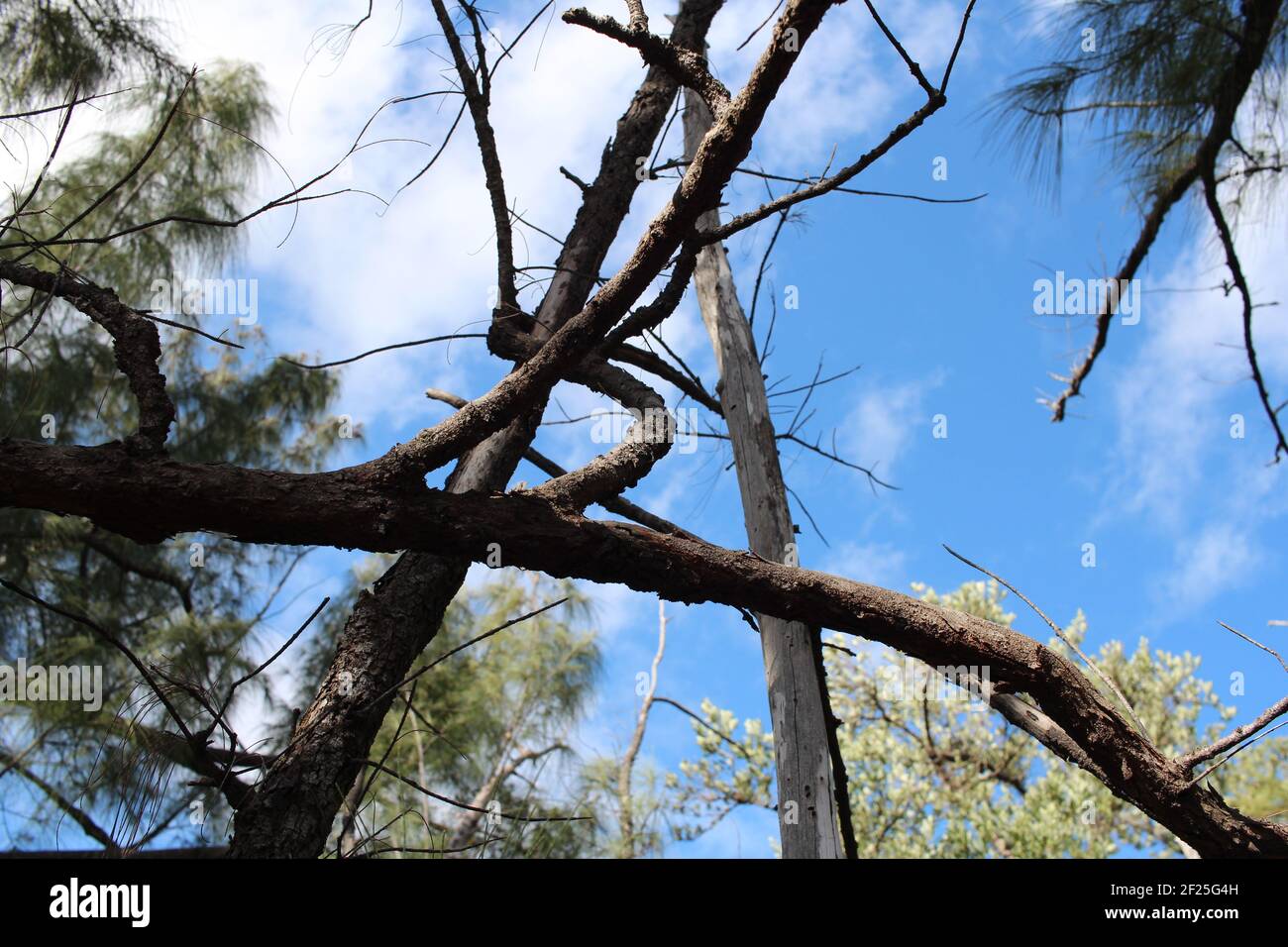 Nature view branches trees rays hi-res stock photography and images - Alamy