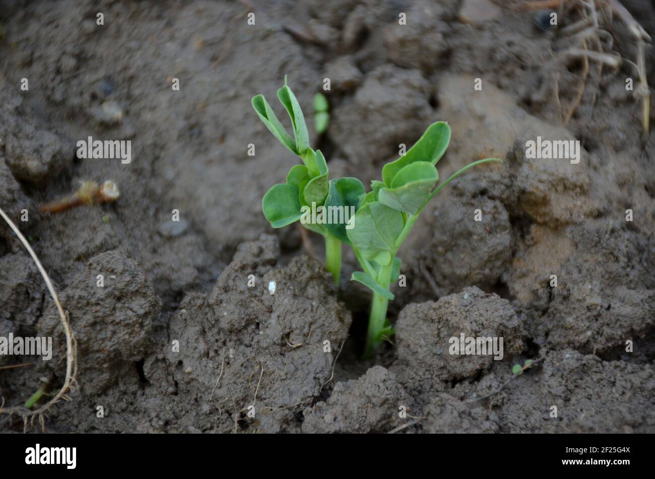 Small green pea plant seedlings in the garden Stock Photo - Alamy