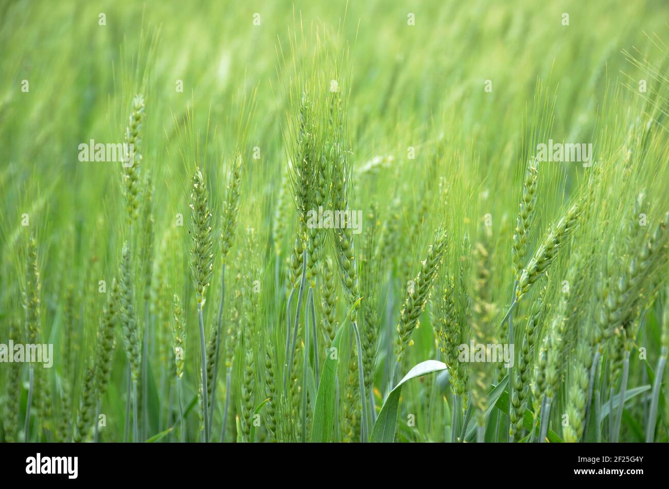 Wheat stitch hi-res stock photography and images - Alamy