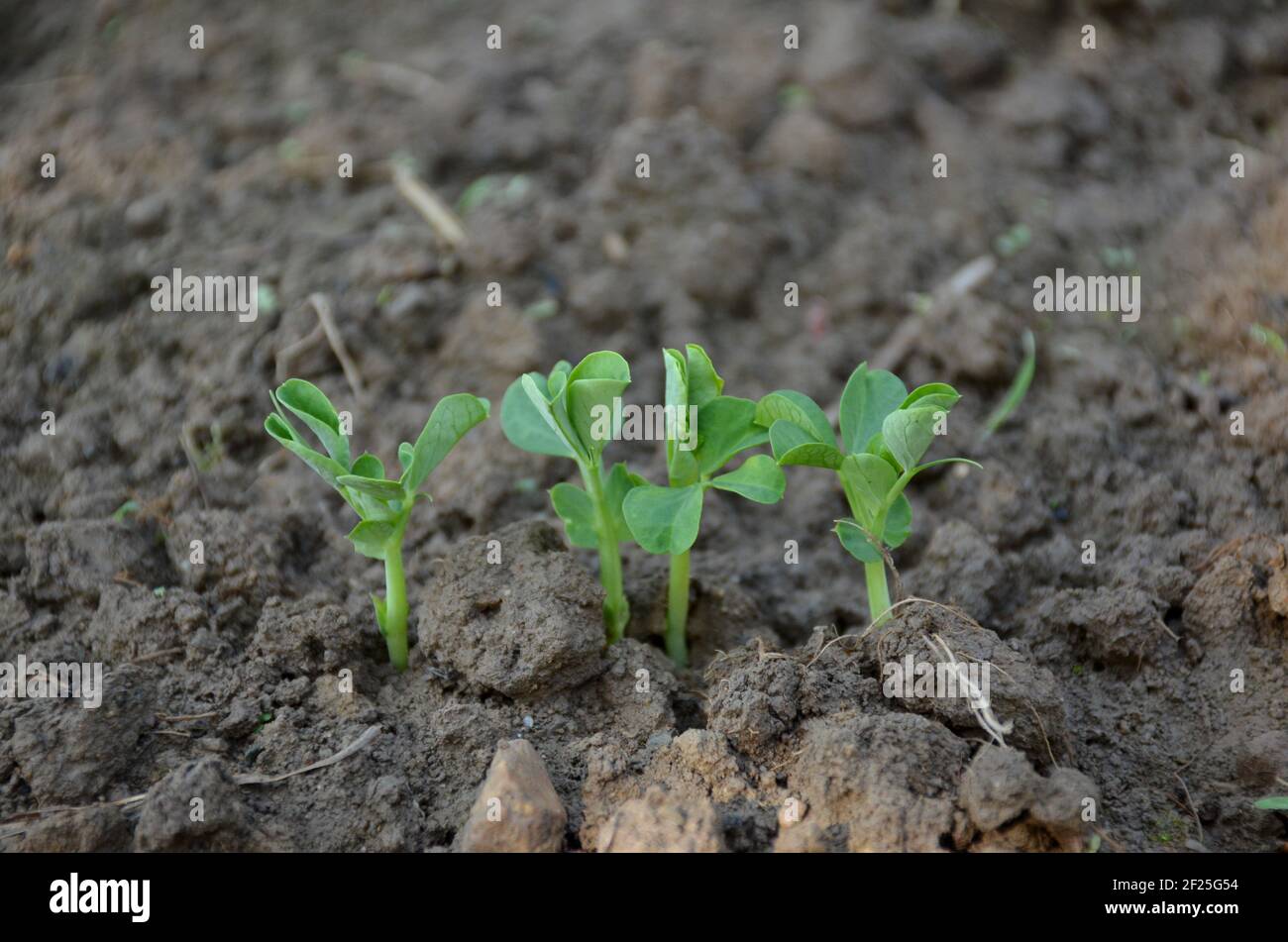 Small green pea plant seedlings in the garden Stock Photo - Alamy