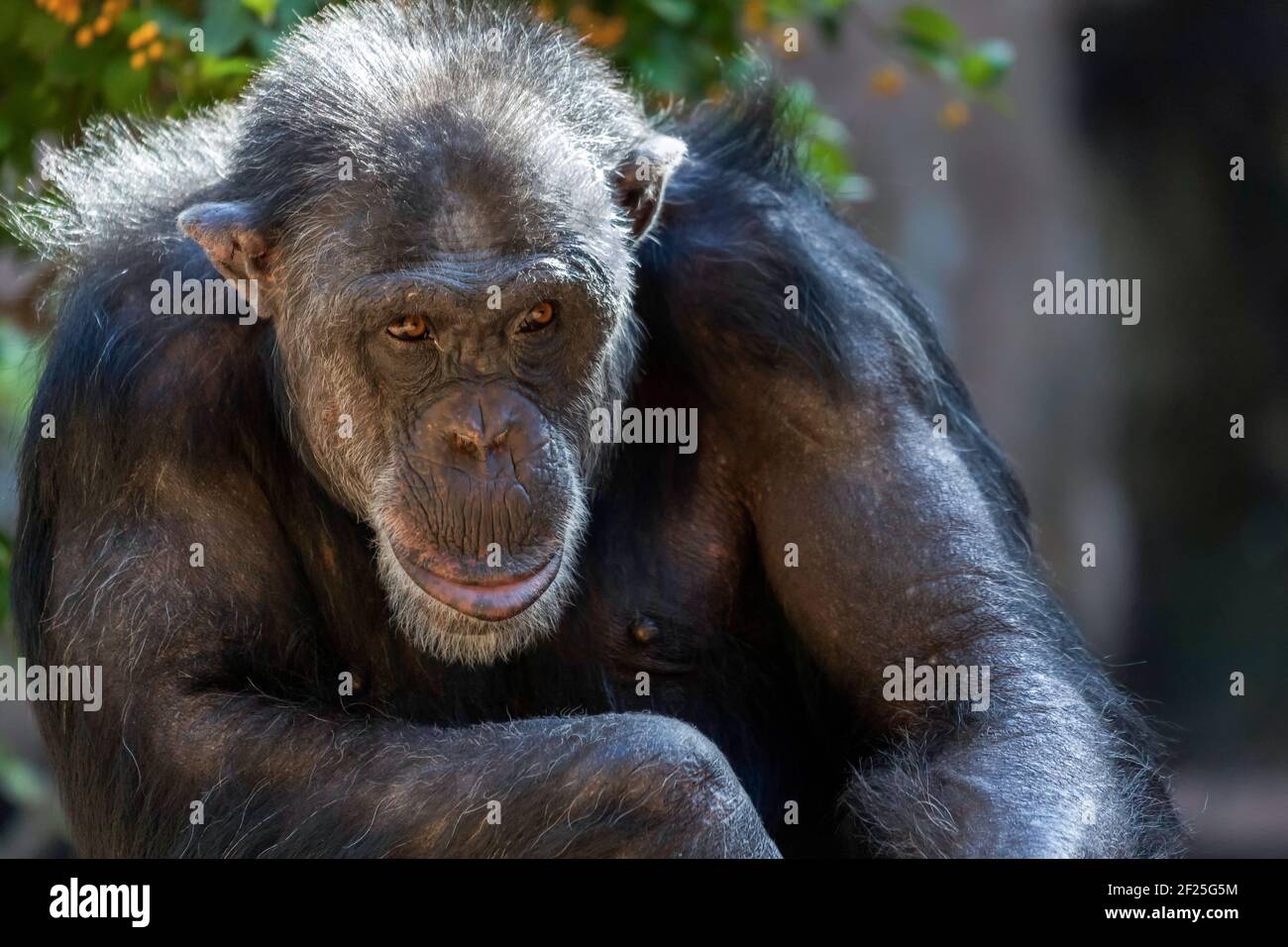 Chimpanzee Sitting in a Zoo Stock Photo - Alamy
