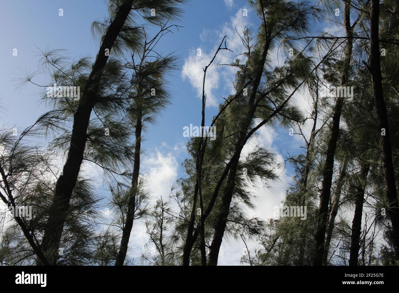 HIGH ANGLE TREES IN THE DAY Stock Photo - Alamy