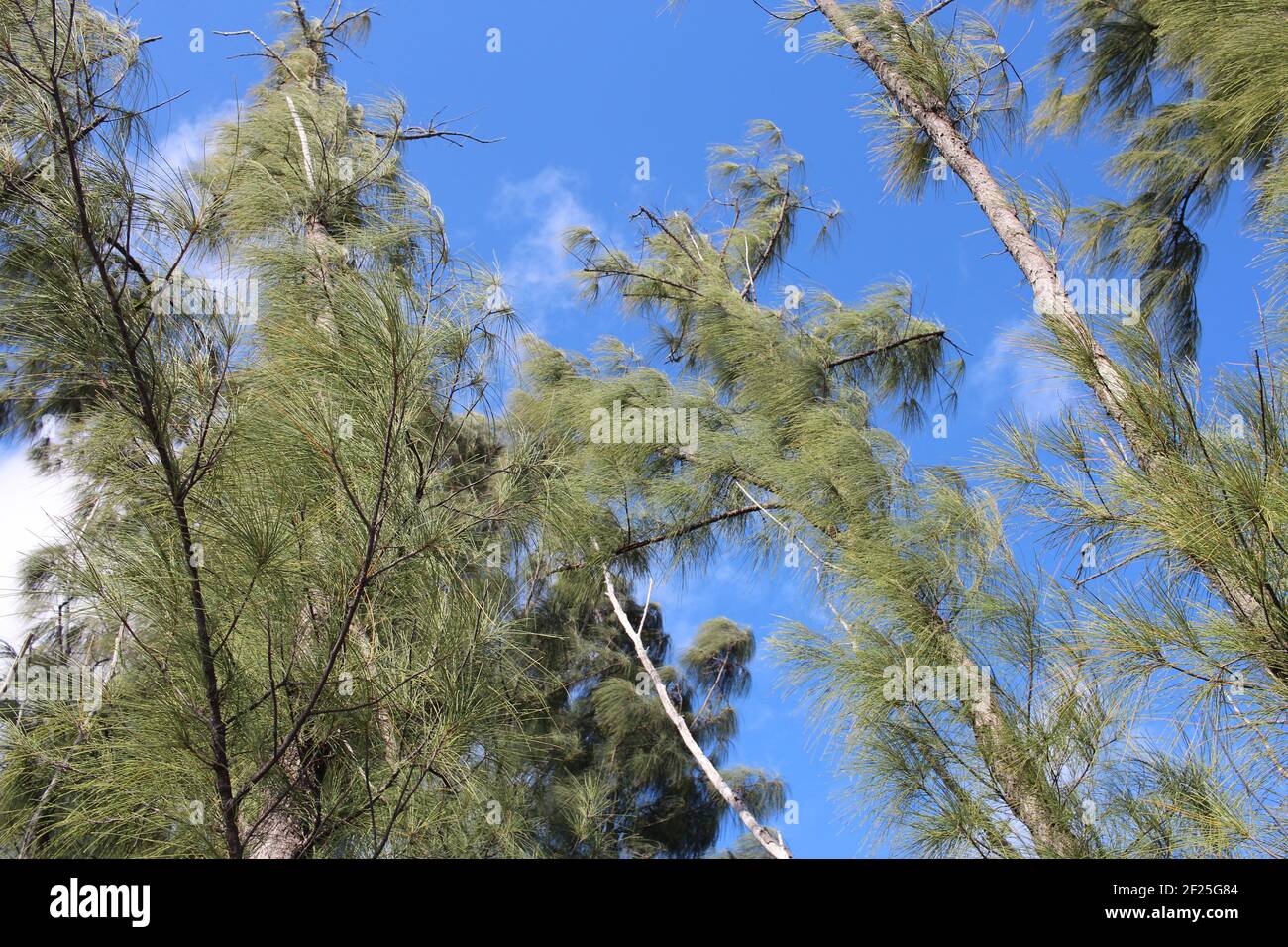 HIGH ANGLE TREES IN THE DAY Stock Photo - Alamy