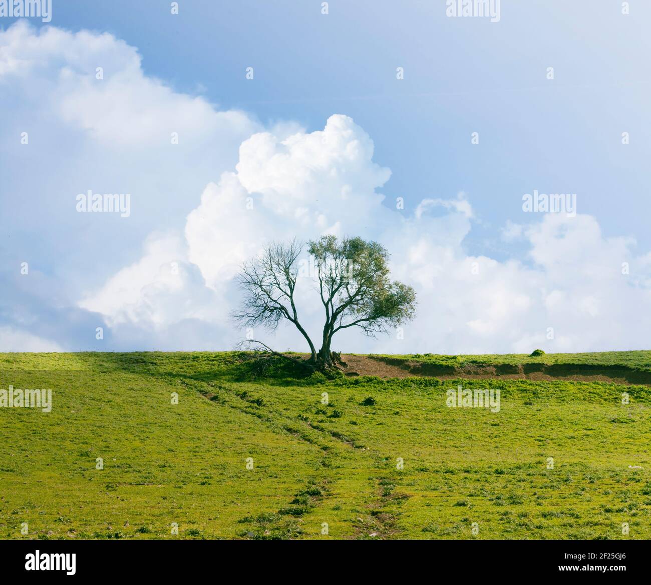 Solitary Tree on the hill landscape Stock Photo - Alamy