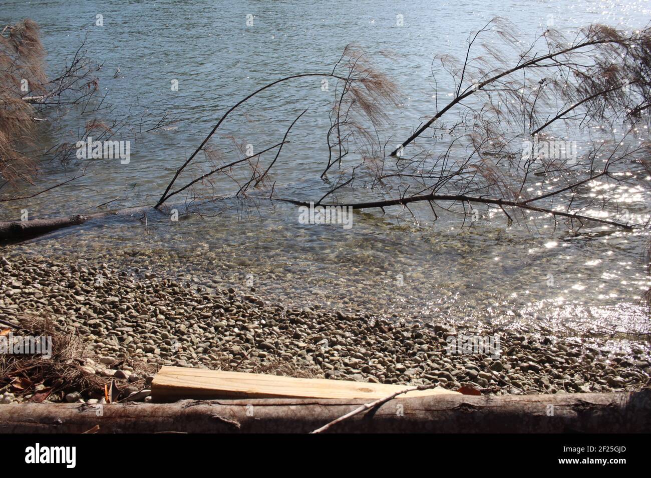 TREE BRANCHES IN THE WATER LOW ANGLE Stock Photo - Alamy
