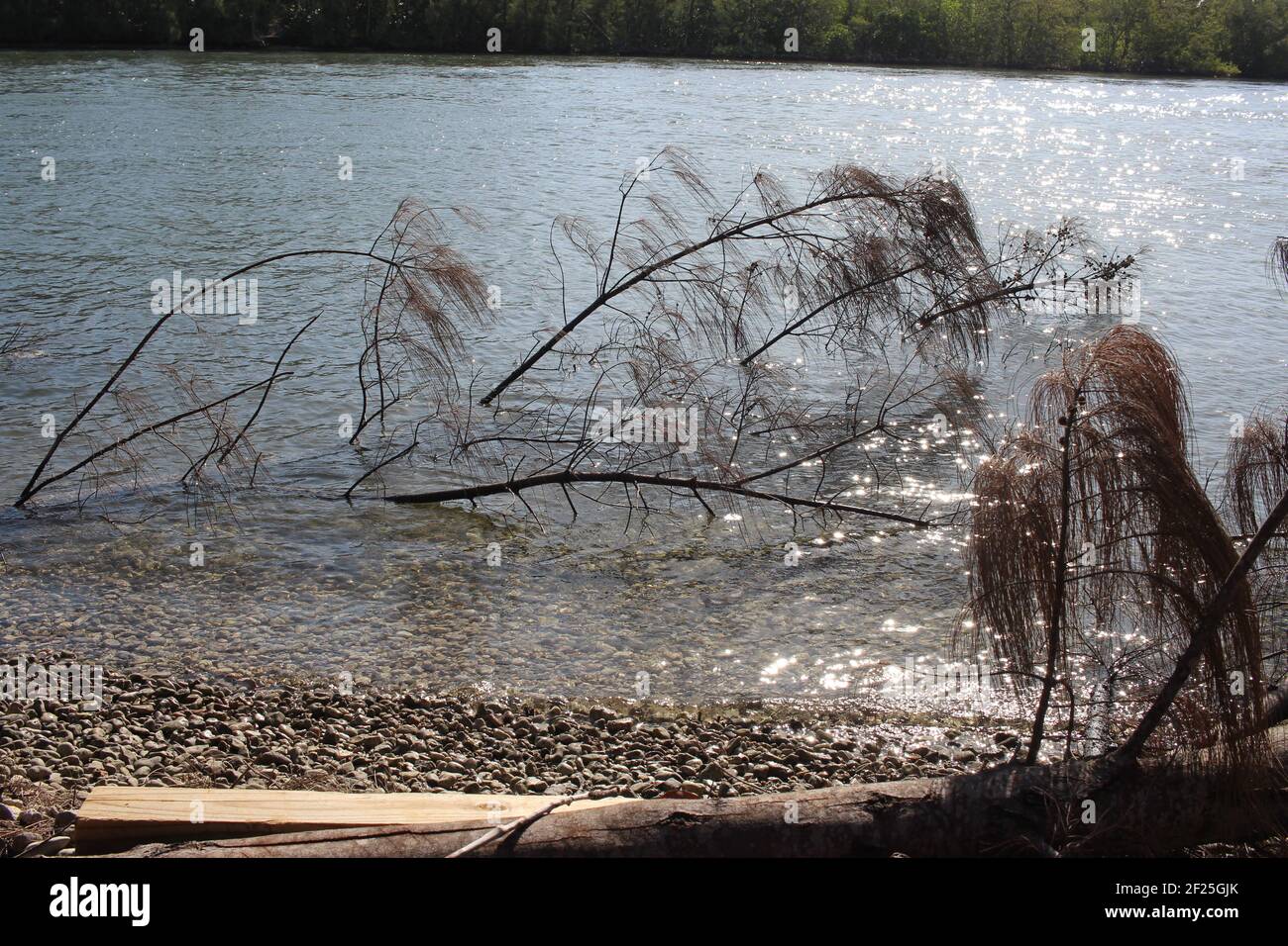 TREE BRANCHES IN THE WATER LOW ANGLE Stock Photo - Alamy