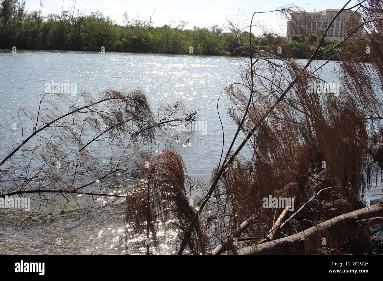 TREE BRANCHES IN THE WATER LOW ANGLE Stock Photo - Alamy