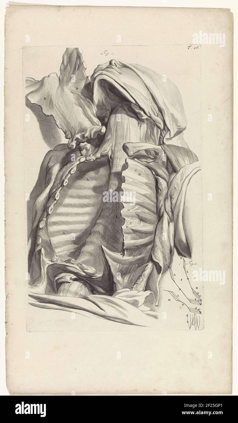 Anatomical study of open chest, with the guts removed. At the top right ...