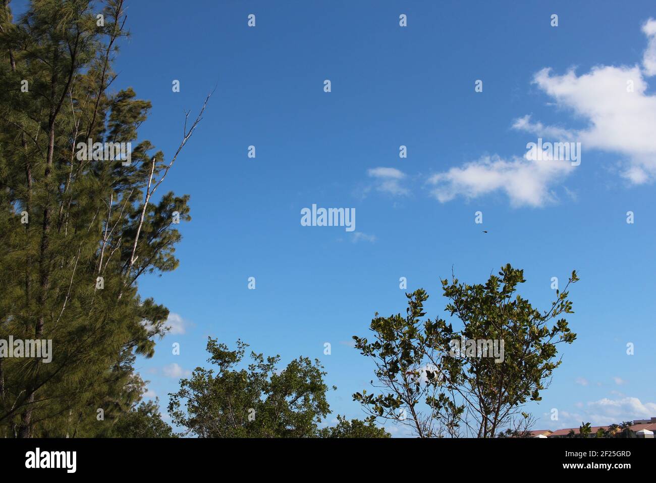TREE BRANCHES HIGH ANGLE IN THE DAYTIME Stock Photo - Alamy