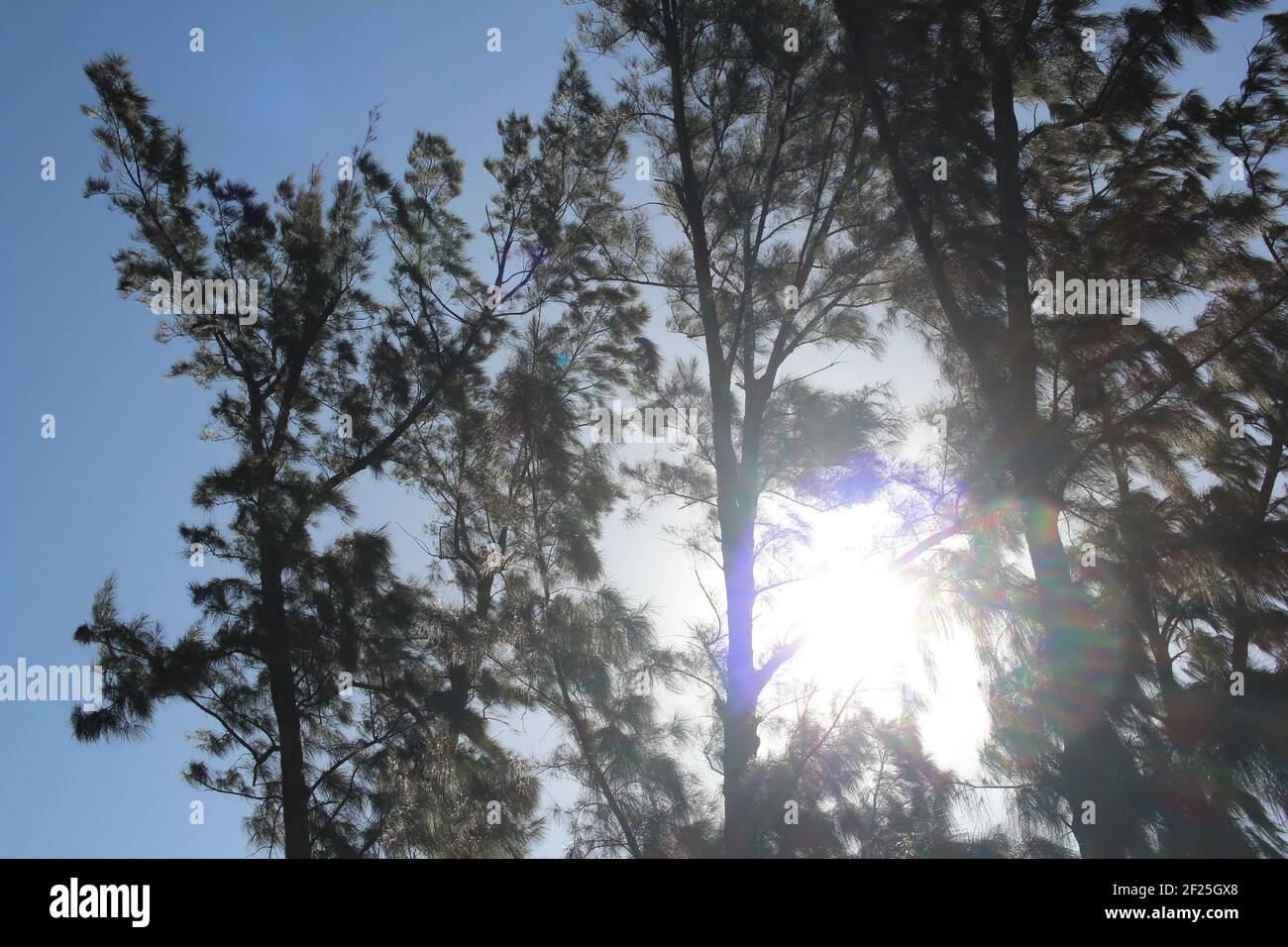 TREE BRANCHES HIGH ANGLE IN THE DAYTIME Stock Photo - Alamy