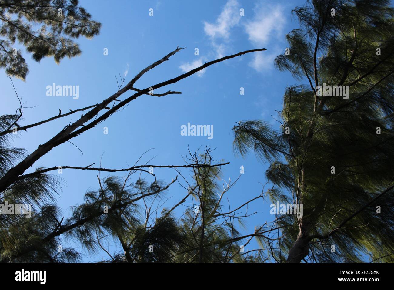 TREE BRANCHES HIGH ANGLE IN THE DAYTIME Stock Photo - Alamy