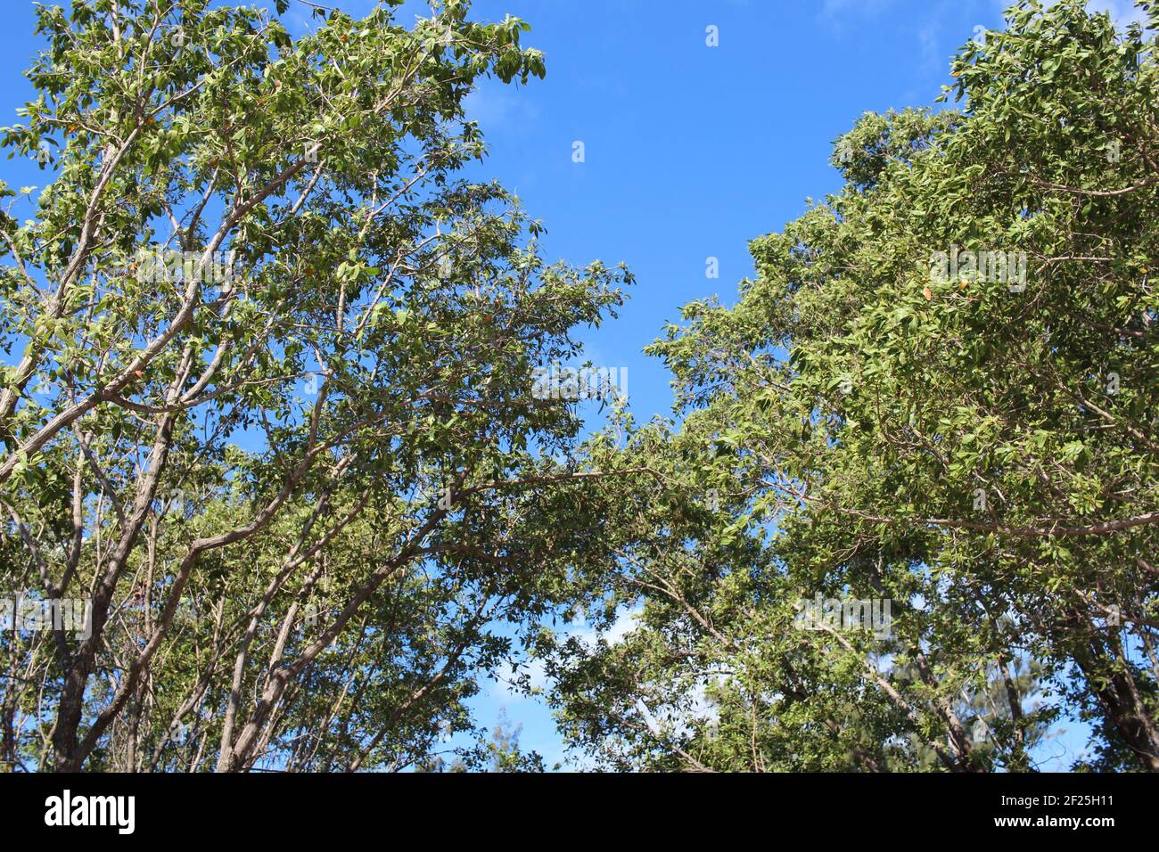 Shot pine trees in woods hi-res stock photography and images - Alamy