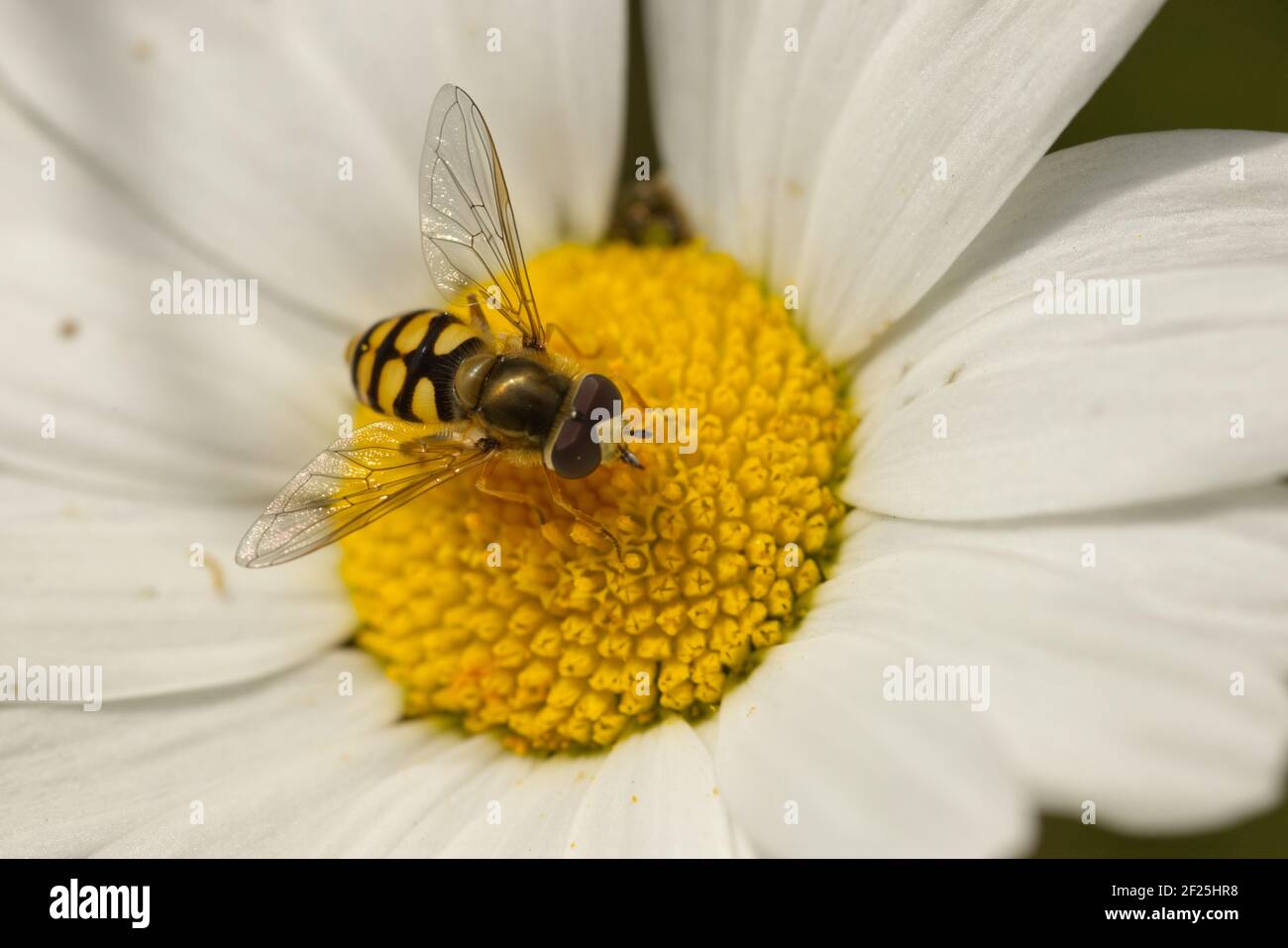 Pollination close up hi-res stock photography and images - Alamy