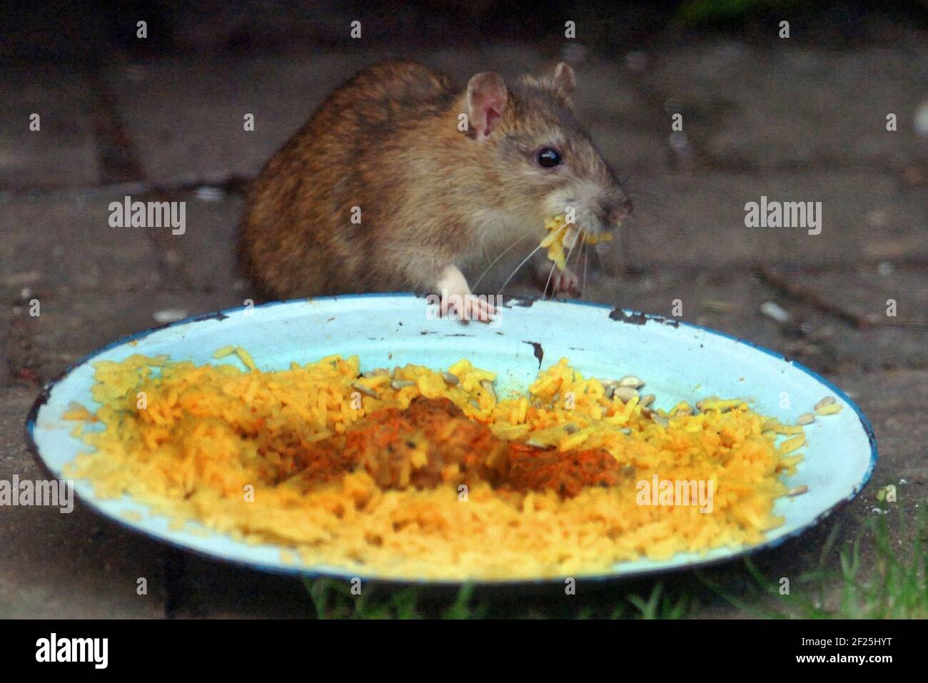 Chicken walker hi-res stock photography and images - Alamy