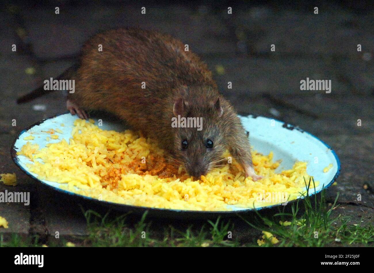 A BROWN RAT TUCKS INTO A DISH OF CHICKEN TIKKA MASALA PIC MIKE WALKER ...