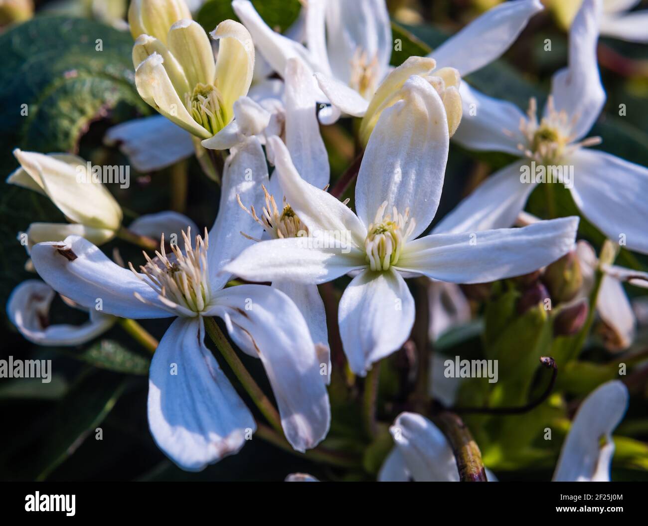 Clematis Armandii growing in a Country Garden Stock Photo - Alamy
