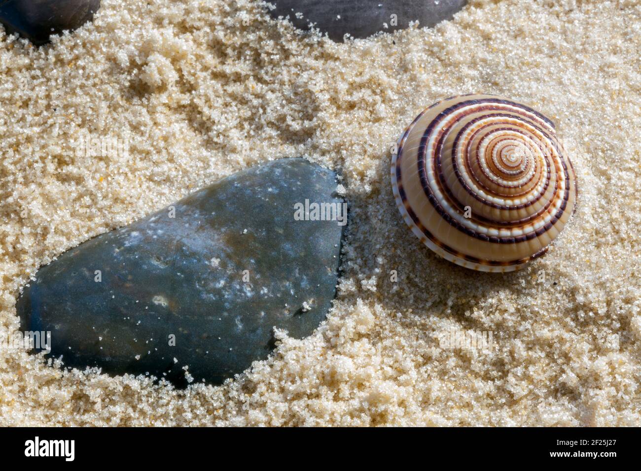 Sundial shell hi-res stock photography and images - Alamy