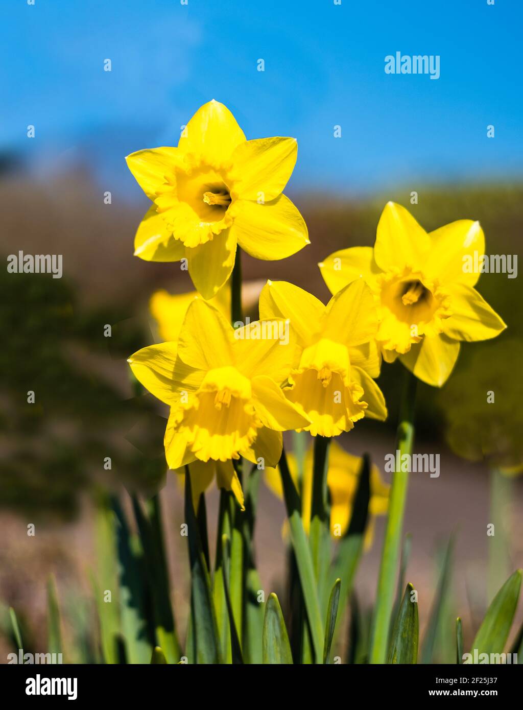 Daffodils uk hi-res stock photography and images - Alamy