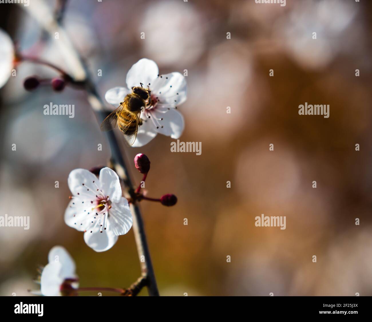 Flowering Cherry Tree Stock Photo - Alamy