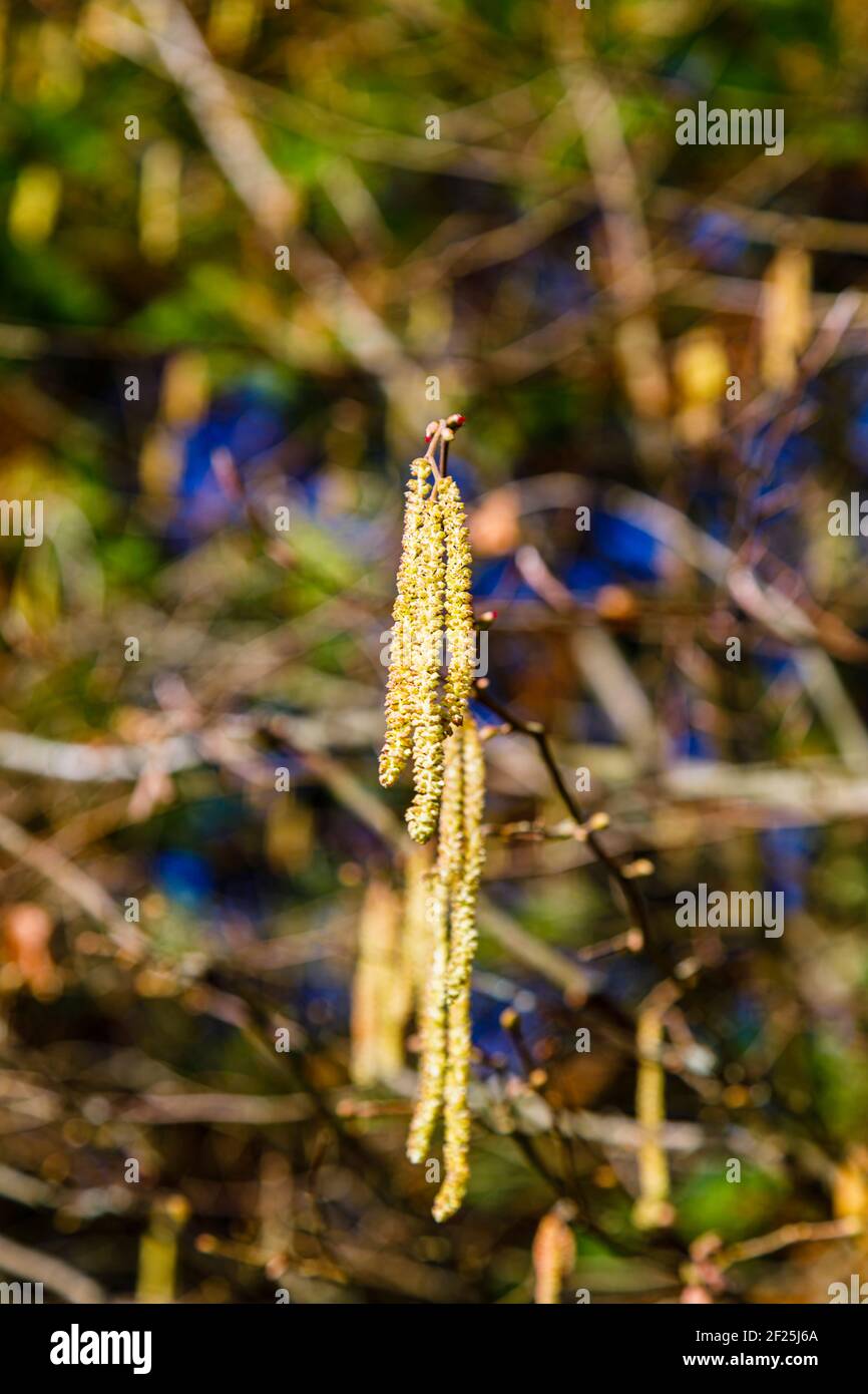 Long yellow hanging catkins, the male flowers of the hazel tree ...