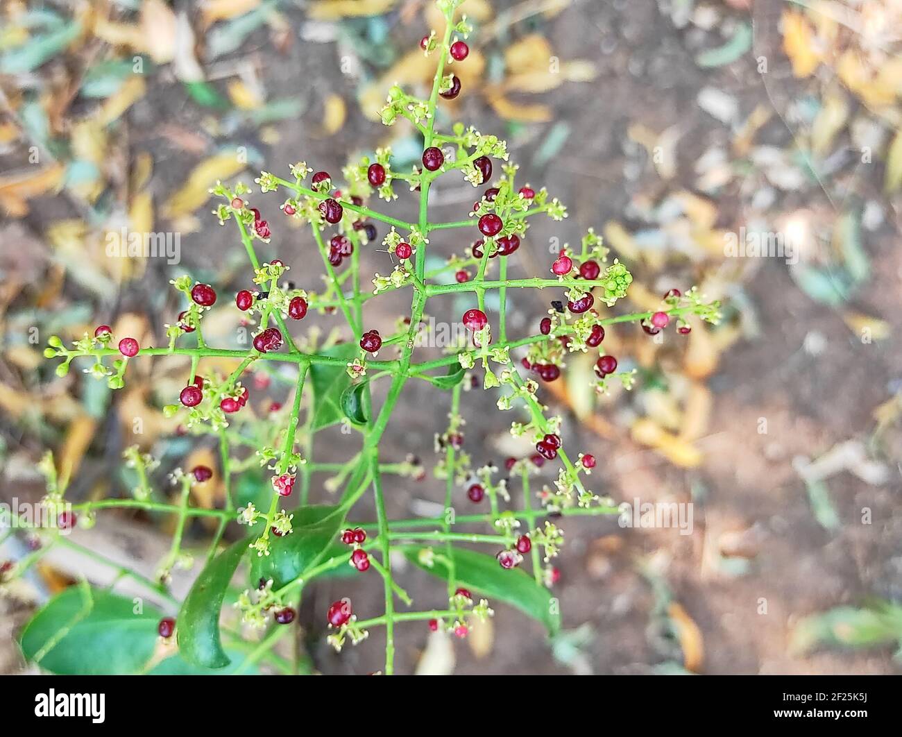 Common madder hi-res stock photography and images - Alamy
