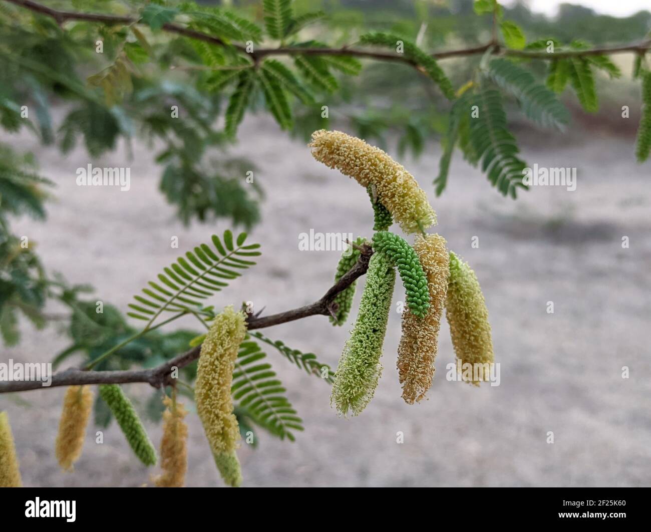 A beautiful flowering Prosopis juliflora tree Stock Photo - Alamy