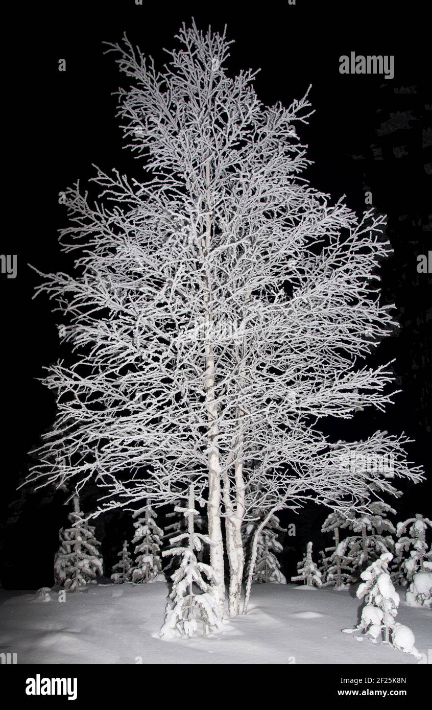 The arctic forest covered hi-res stock photography and images - Alamy