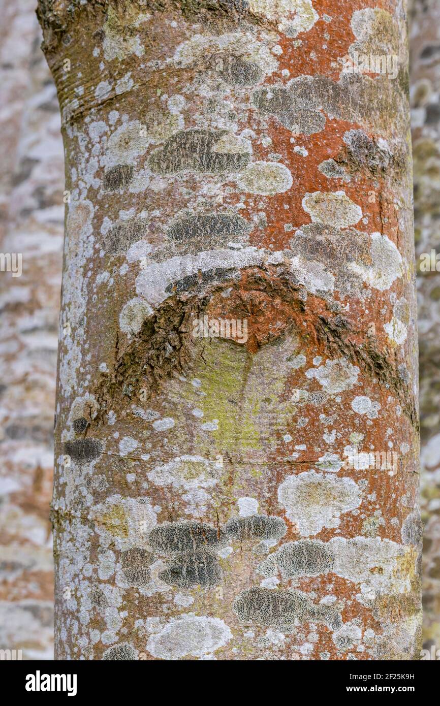 Tree Trunk with Colorful Moss Stock Photo - Alamy