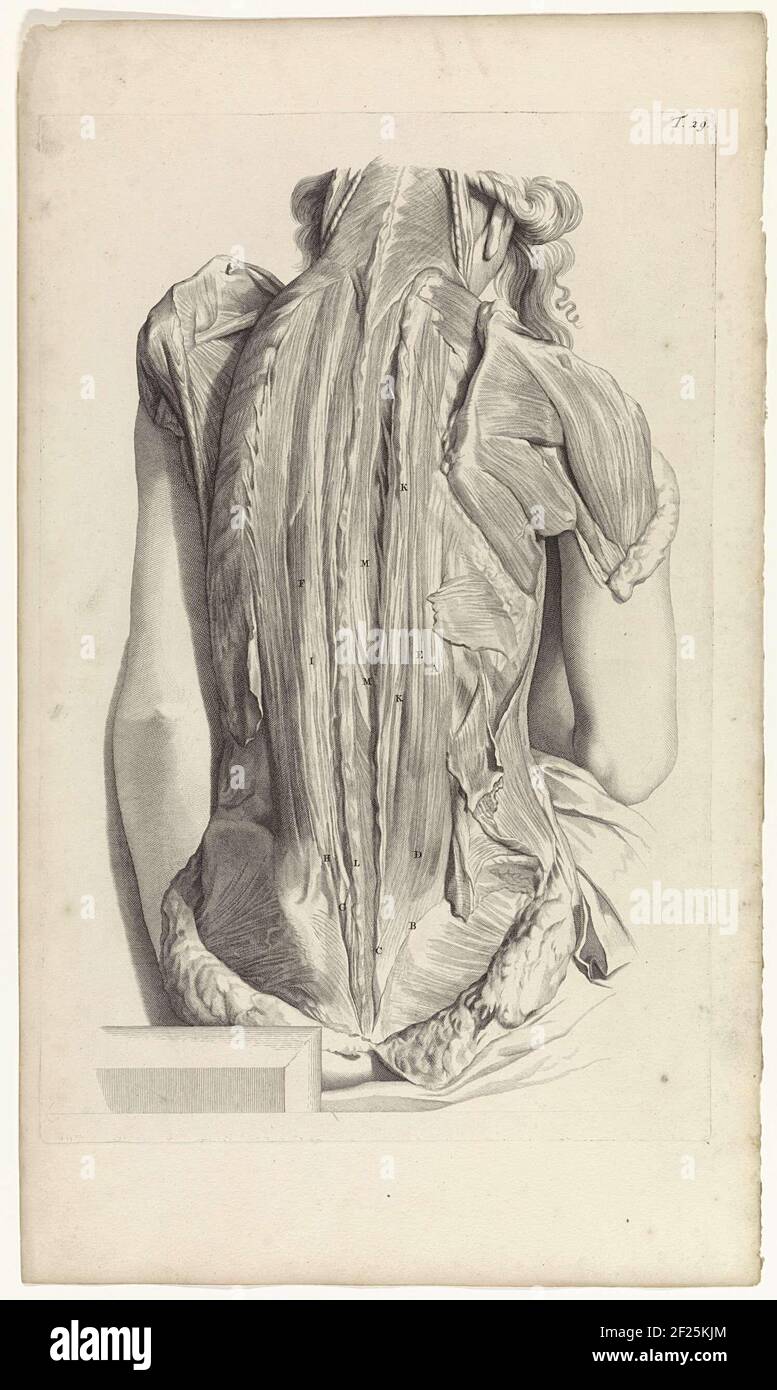Anatomical study of the muscles of the back and the upper arms of a ...
