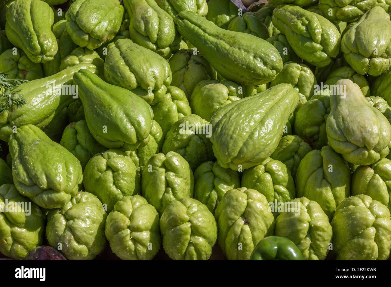 A top view of green ripe Chayote fruits Stock Photo - Alamy