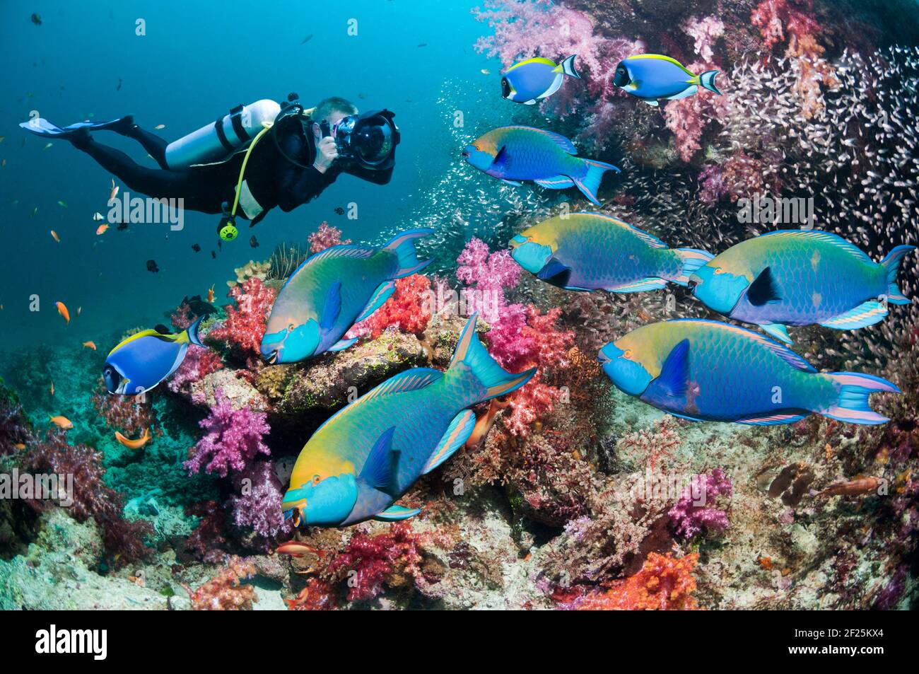 Parrotfish underwater hi-res stock photography and images - Alamy