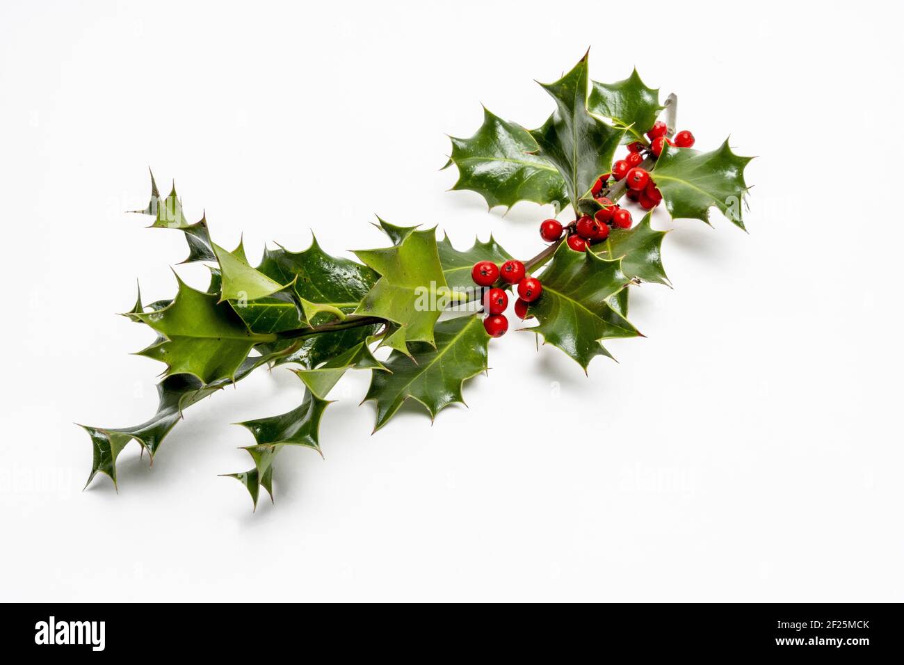 A closeup shot of European Holly leaves and red fruits isolated on ...