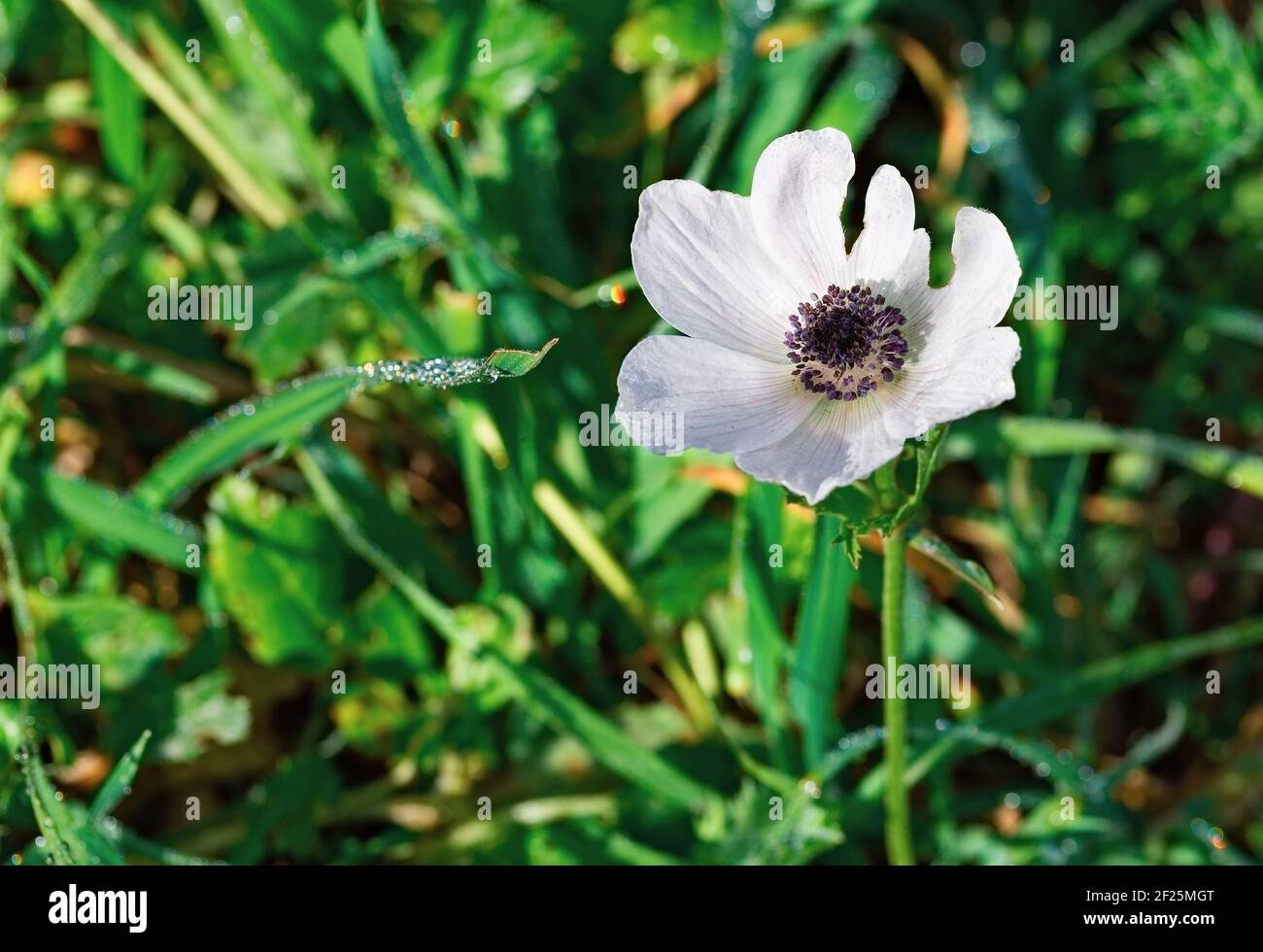 Nature of israel hi-res stock photography and images - Alamy