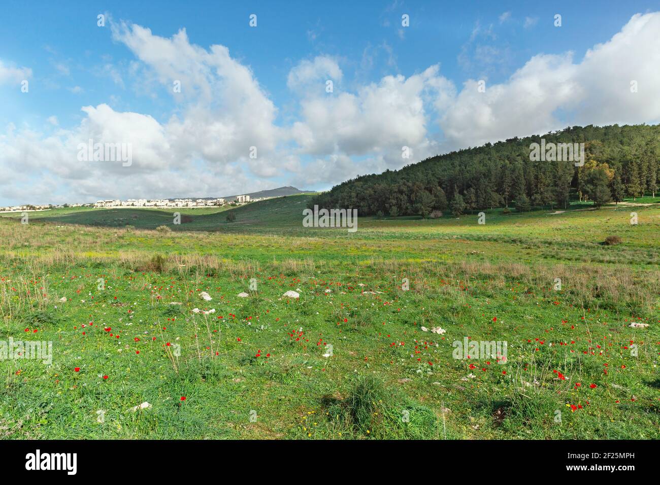 Beautiful spring flowers in the fields in Israel Stock Photo - Alamy